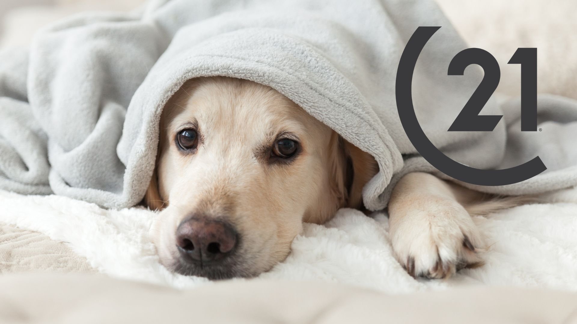 New Rules for Pets in NSW Rental Properties