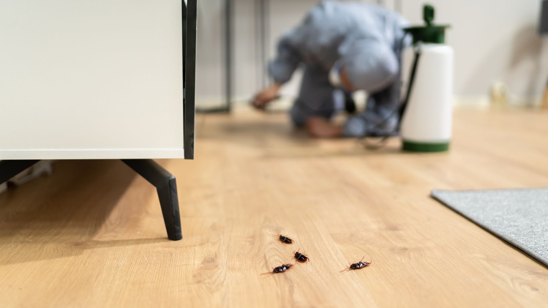 Who is Responsible for Pest Control in a Rental Property?