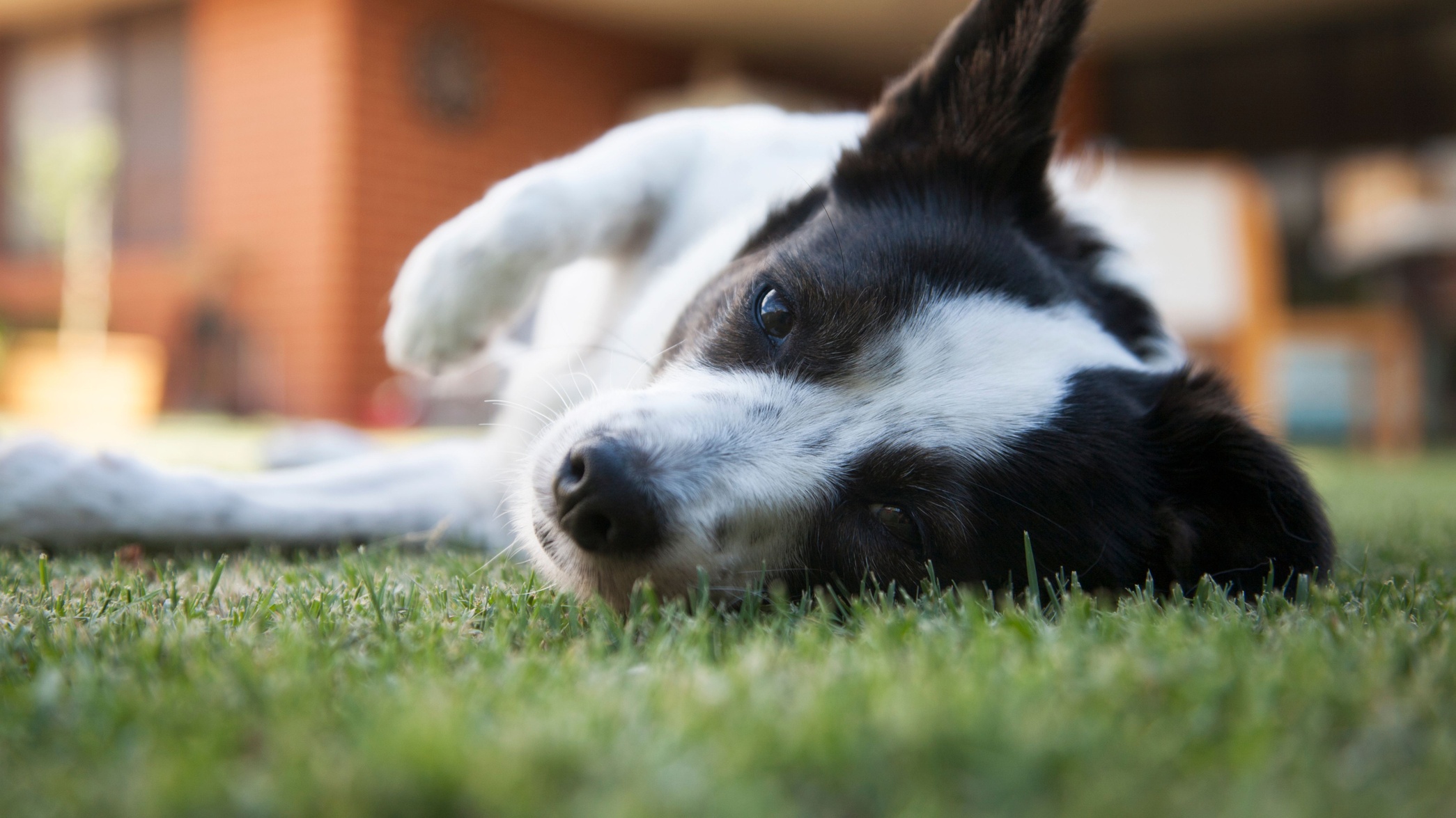 Pets in Rental Properties: What Landlords Need to Know